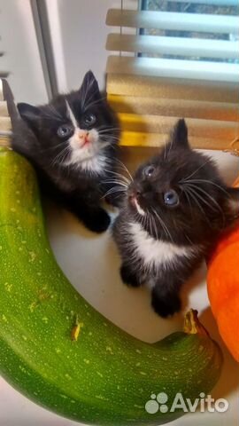 Привезу котенка
