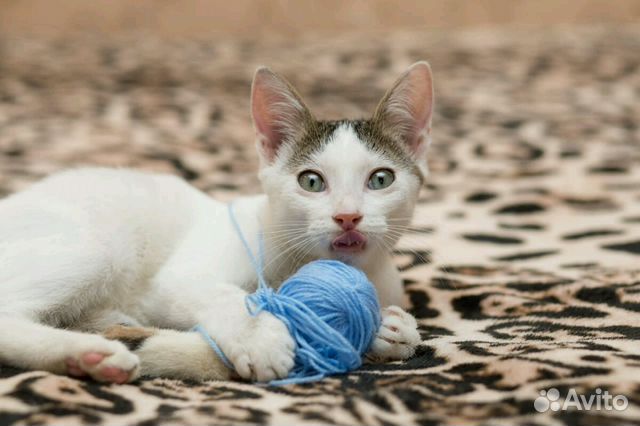 Котенок в дар мальчик 4,5 мес