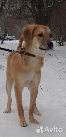 Щенок девочка 4,5 месяца