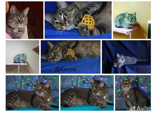 Тигровая зеленоглазка, ласковая, упитанная