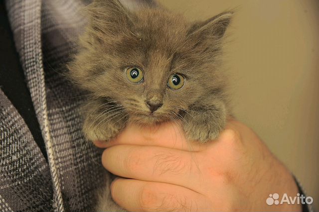 Котенок в добрые руки