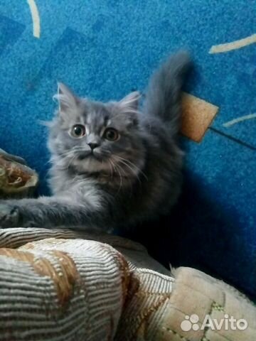 Шотланский страйт