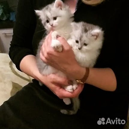 Очаровательные персидско-сибирские котята