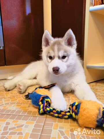 Щенки Сибирского Хаски