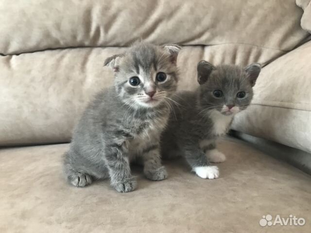 Две шотландские девочки