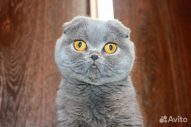 Кошка Наташка душа нараспашку