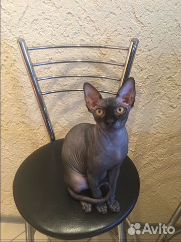 Котик канадский сфинкс