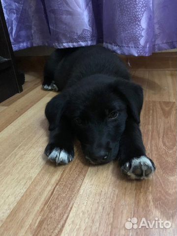 Щенок Бесплатно