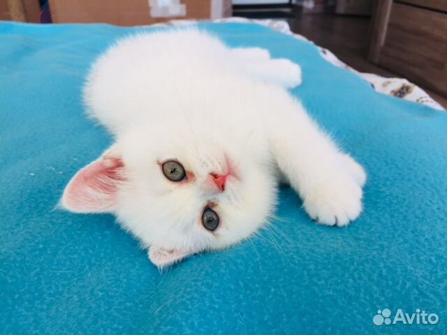 Шотландский котик