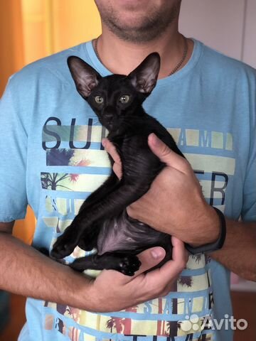 Ориентальный котик