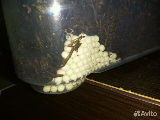 Икра улитки Ахатины