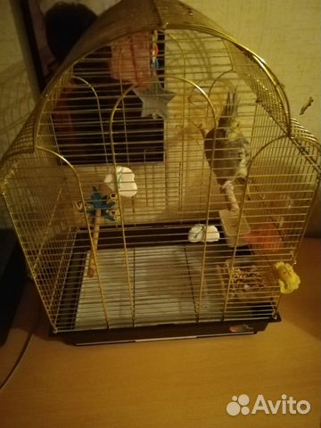 Продам попугая