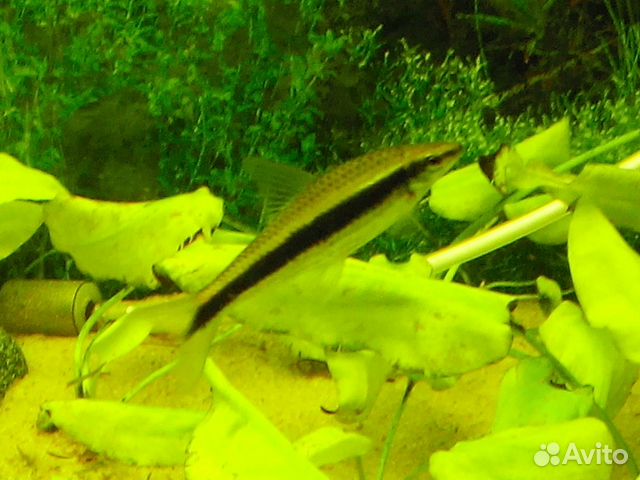 Водорослеед