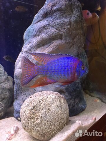 Взрослые и Крупные подростки Малавийских цихлид