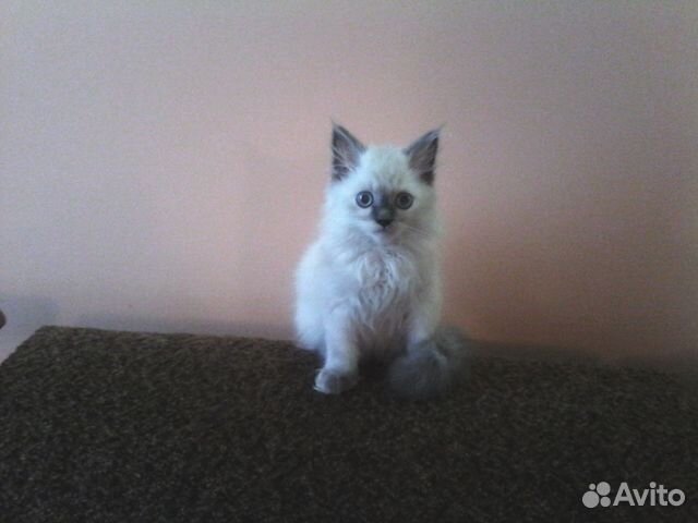 Отдам котёнка - помесь персидской и сибирского