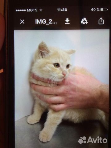 Котенок в добрые ручки