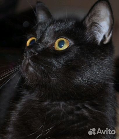 Кот ищет хозяина