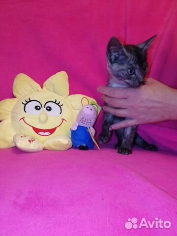 Котята - счастливчики, несут удачу в дом