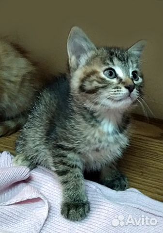 Маленькая девочка ищет дом (родилась 1 ноября)