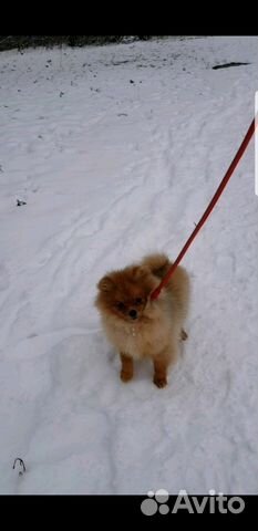 Шпиц, мальчик, возраст 5 месяцев