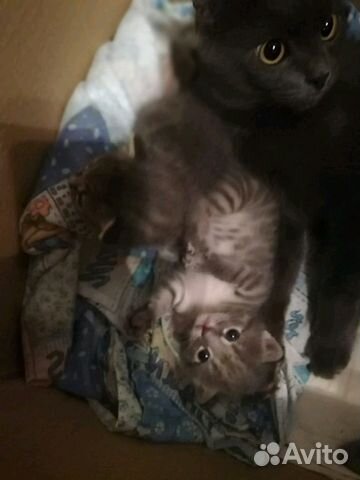 Котята (02.11.18)
