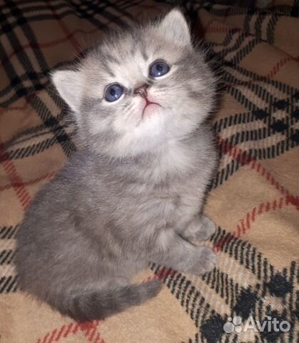 Шотландский плюшевый котенок