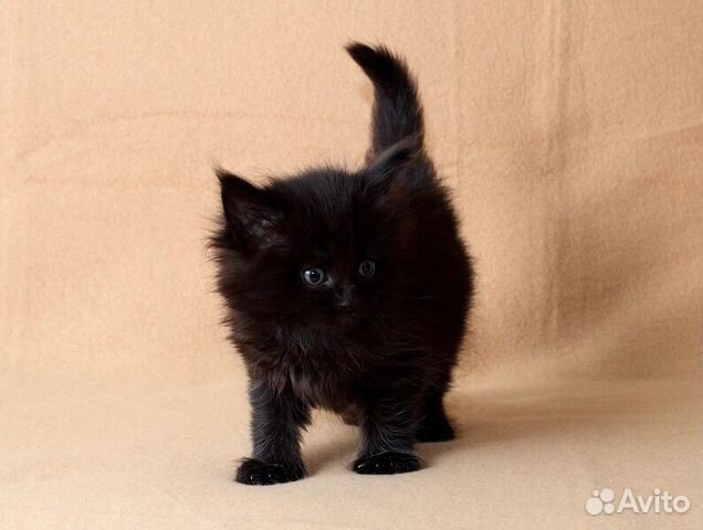 Отдадим бесплатно чёрных котят