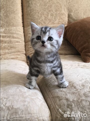 Британские котята мрамор лучший подарок