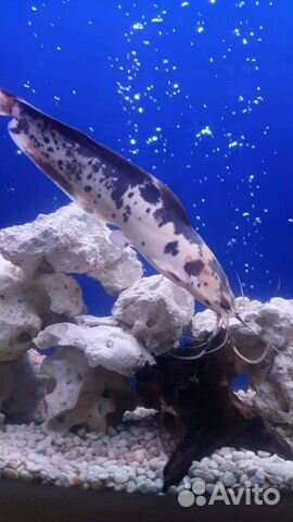 Сом клариус