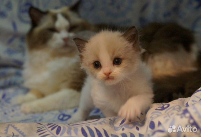 Котята рэгдолл