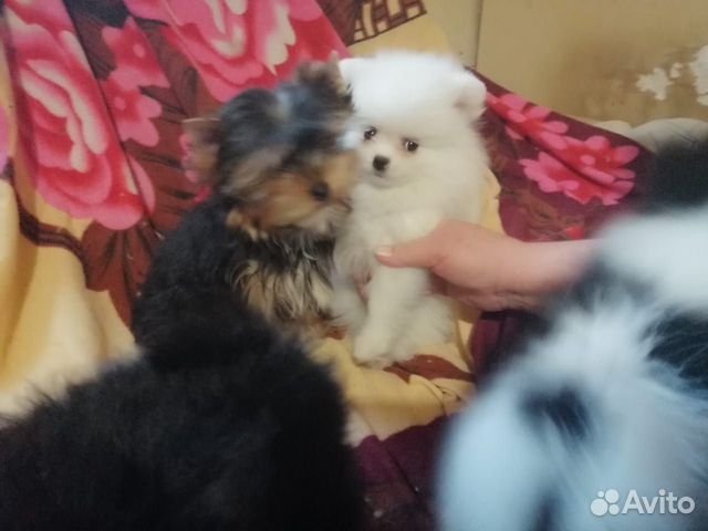 Любимчики для любимых