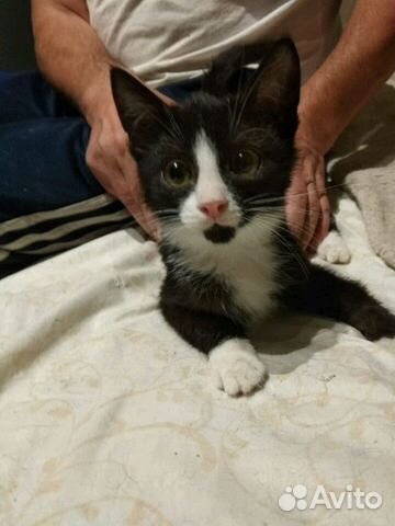 Котенок 2.5 мес. Мальчик. Привезем сами