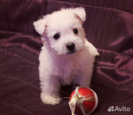 Снежки вестики