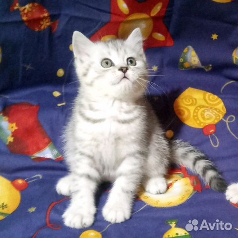 Новогодний котик в серебристой шубке