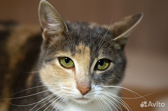 Стерилизованная кошечка Пузырь в добрые руки