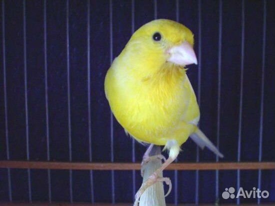 Кенари и попугаи