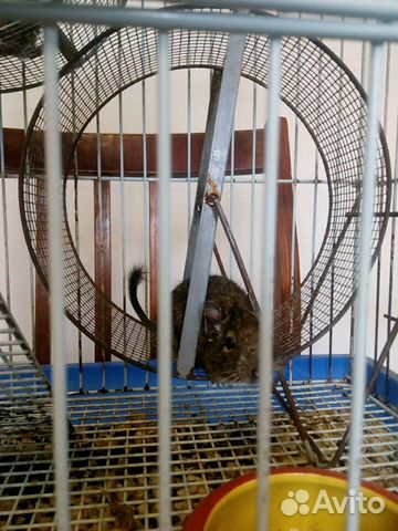 Дегу белочки