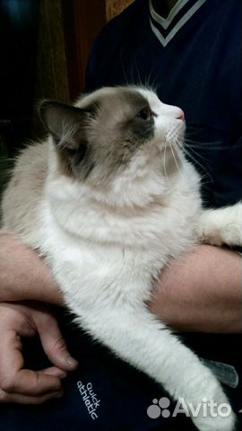 Родились новые малышки рэгдолл