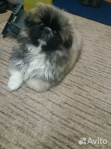 Малышь Пикинес