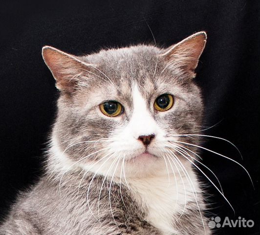 Кот Радж ищет дом