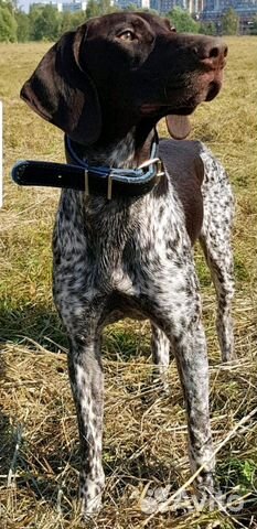 Курцхаар в добрые руки