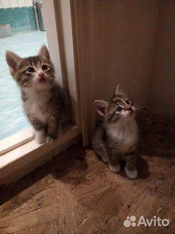 Милые котята девочки