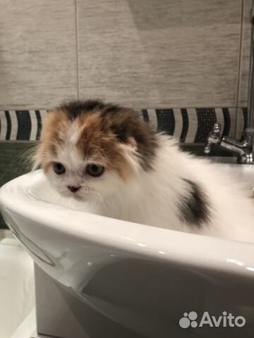 Шотландская прелесть