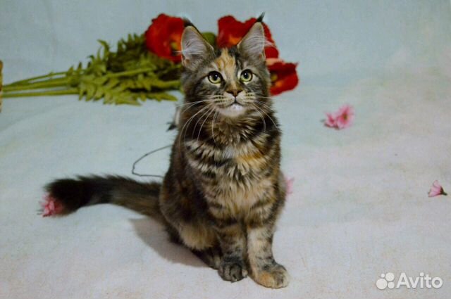 Бронь. Чистокровные мейн-куны