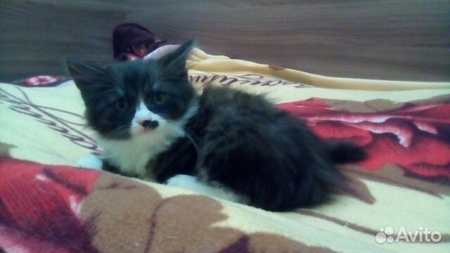 Очаровательный котенок
