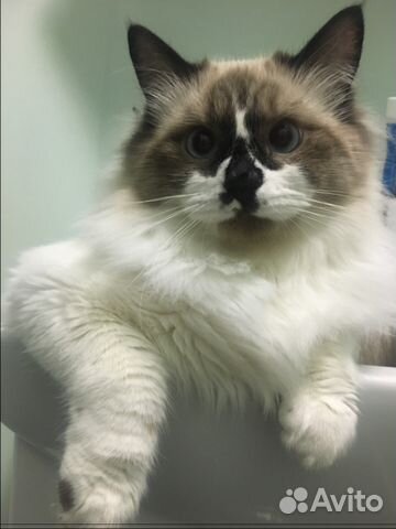 Регдолл (рэгдолл тряпичная кукла)