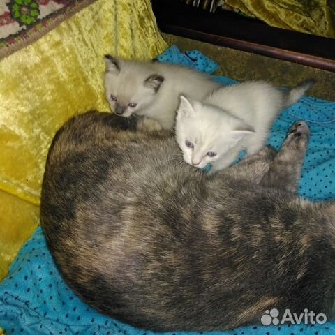 Отдам в добрые руки кошечку и котят