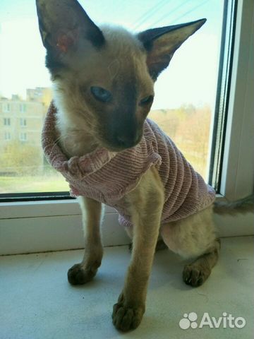 Самый ласковый котёнок