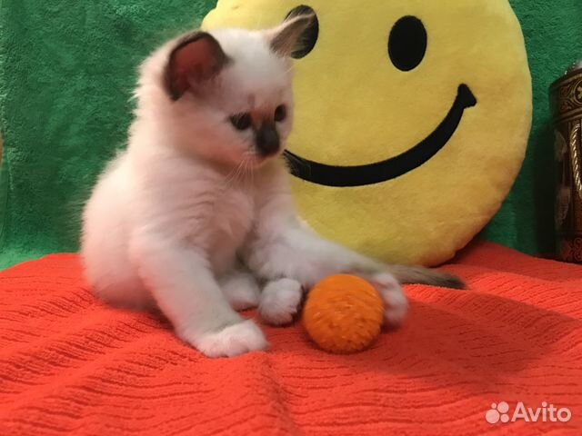 Котята Священной бирмы