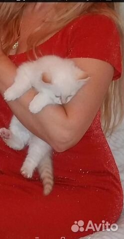 Ред-поинт котик невский-маскарадный